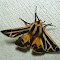 Harnessed Tiger Moth | Project Noah