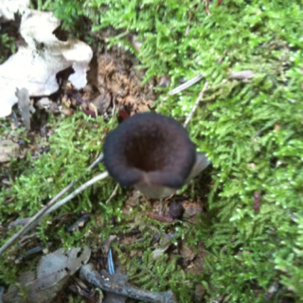 Black trumpet | Project Noah