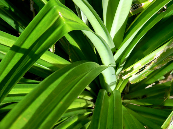 pandan, daun pandan | Project Noah