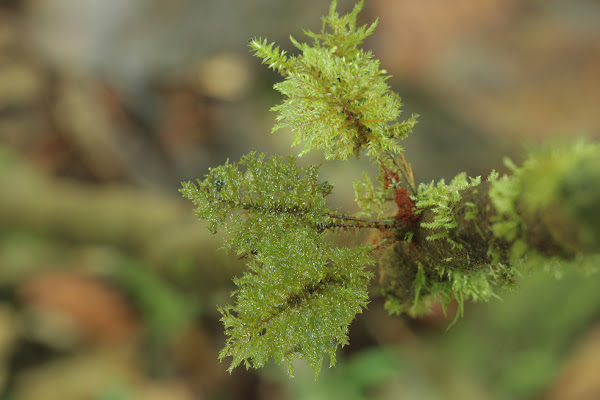 Dendroid Moss | Project Noah