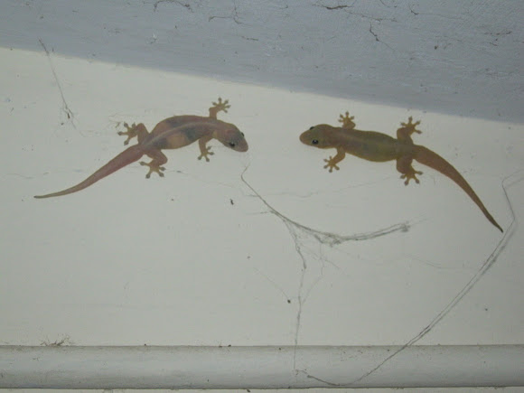 House lizard/gecko | Project Noah