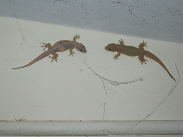House lizard/gecko | Project Noah