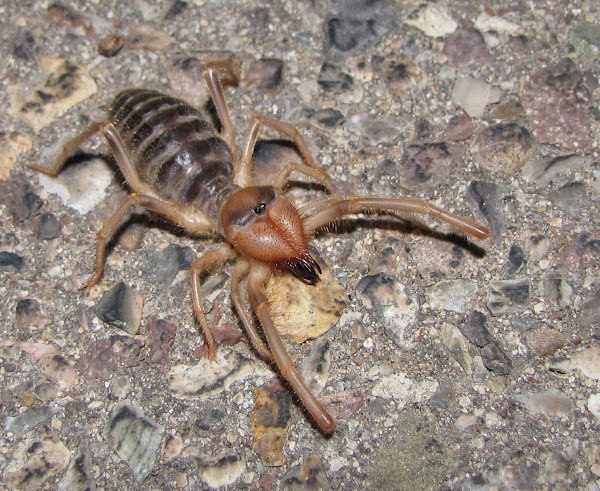 Solifuge | Project Noah