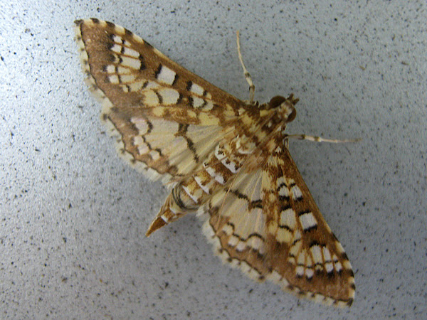 Assembly Moth | Project Noah