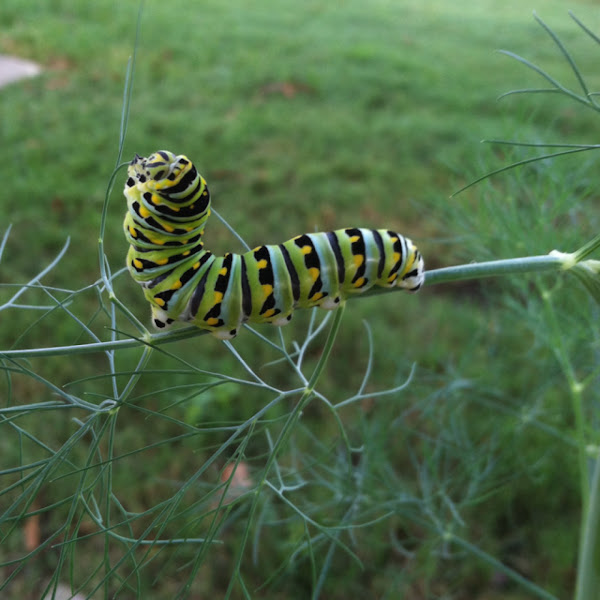 Black Swallowtail Caterpillar | Project Noah