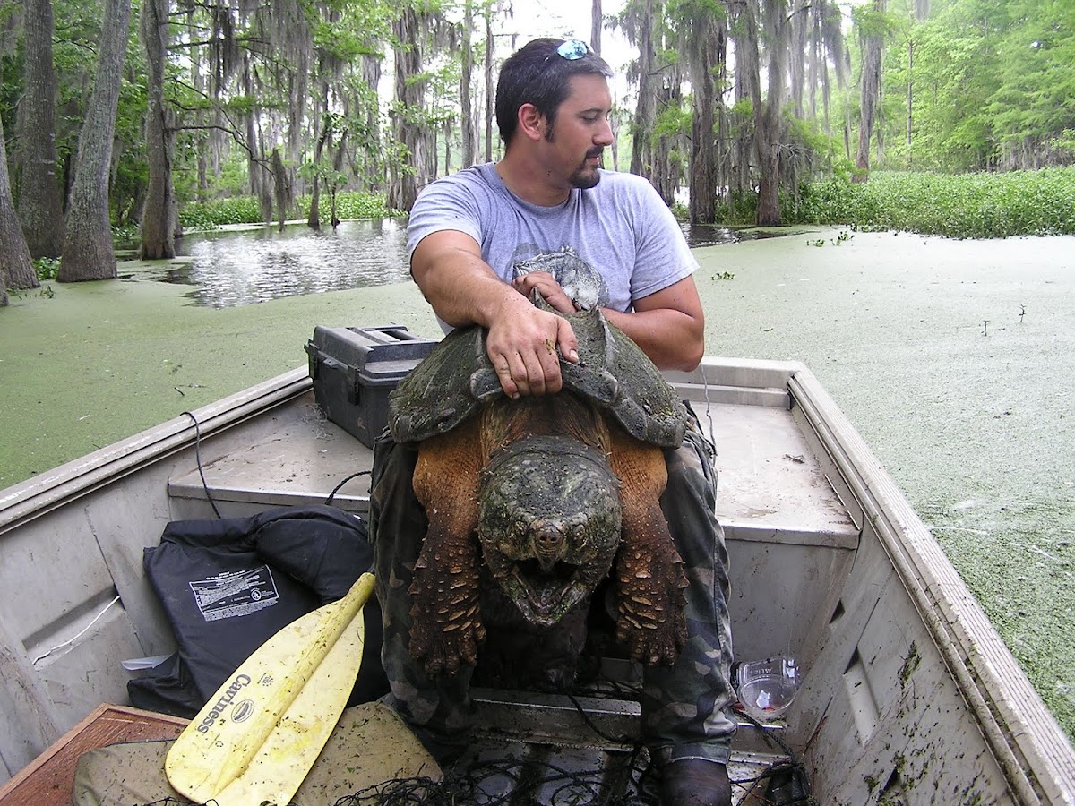 The Biggest Snapping Turtle In The World