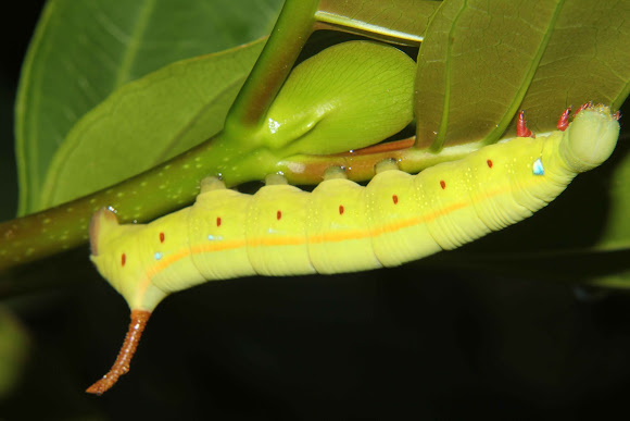 Sphingidae Larvae