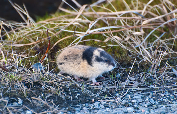 lemming | Project Noah
