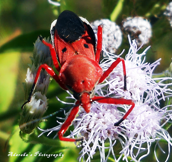 Indian Red Assassin Bug | Project Noah