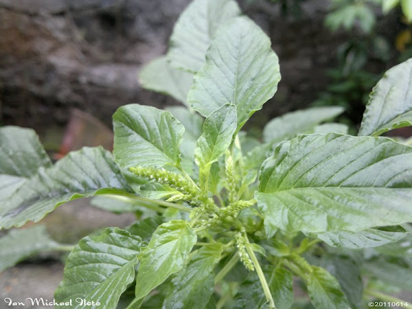 Spiny amaranth, kulitis | Project Noah