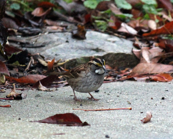 White-Throated Sparrow | Project Noah