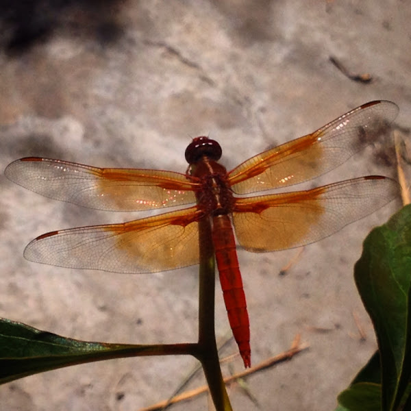 Flame Skimmer | Project Noah