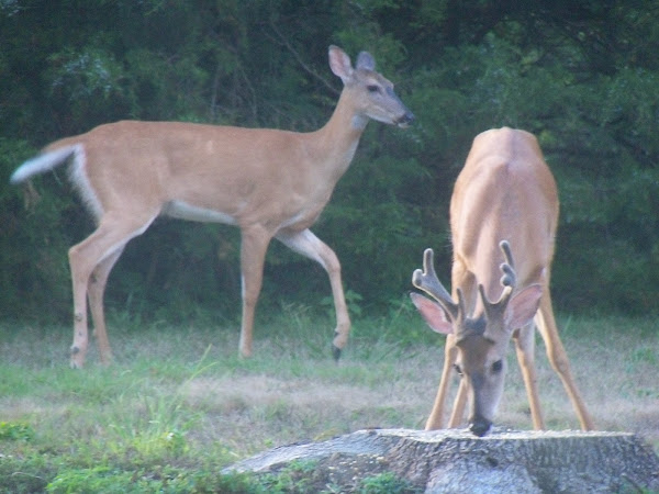 White-tailed Deer | Project Noah
