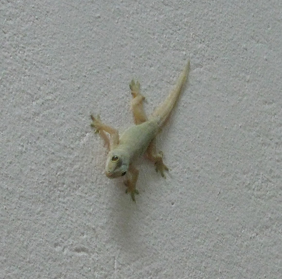 Common House Gecko | Project Noah