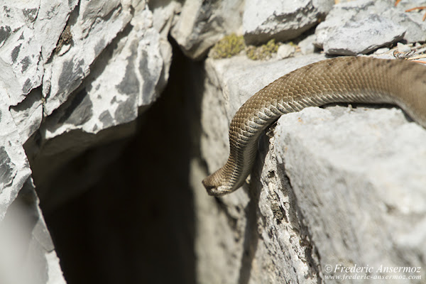 Aspic Viper | Project Noah