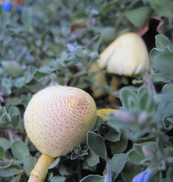 Flower Pot Parasol | Project Noah