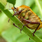 Giant shield bug | Project Noah