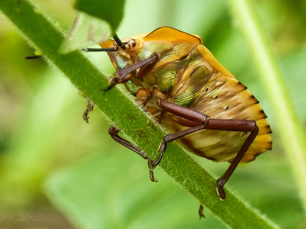Giant shield bug | Project Noah