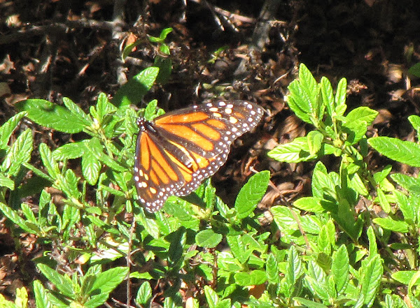 Monarch Butterfly | Project Noah