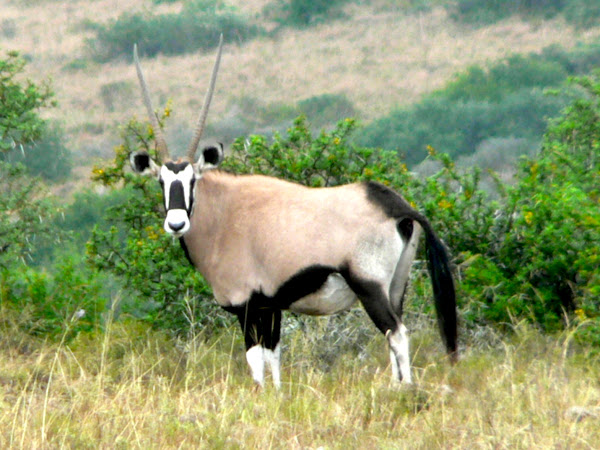 Gemsbok | Project Noah