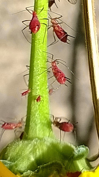 red aphid | Project Noah
