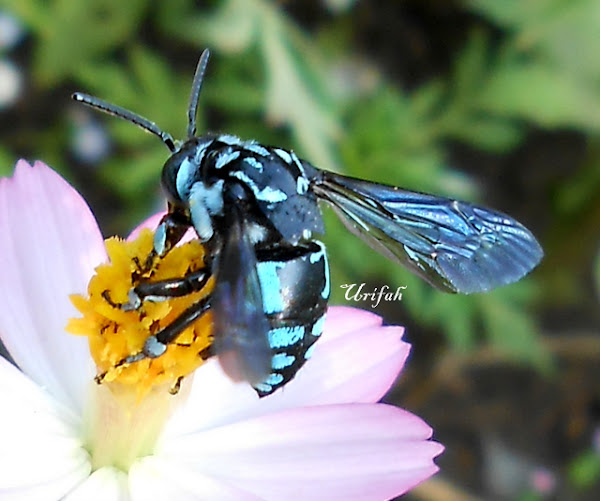 Neon cuckoo bee | Project Noah
