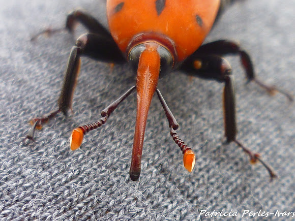 red palm weevil | Project Noah
