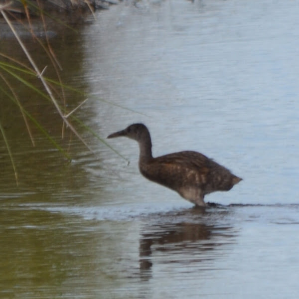 Moorhen or Marsh Hen | Project Noah