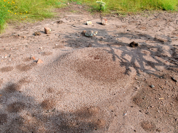 Red ants anthill | Project Noah