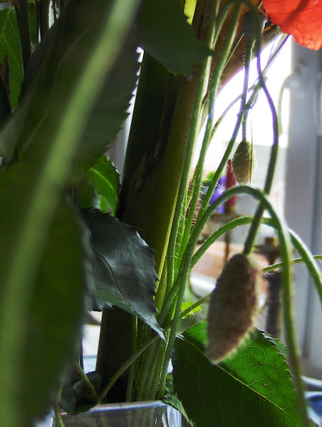 Field poppy/Poljski mak | Project Noah