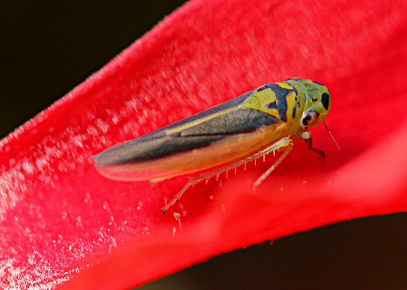 SHARPSHOOTER LEAFHOPPER | Project Noah