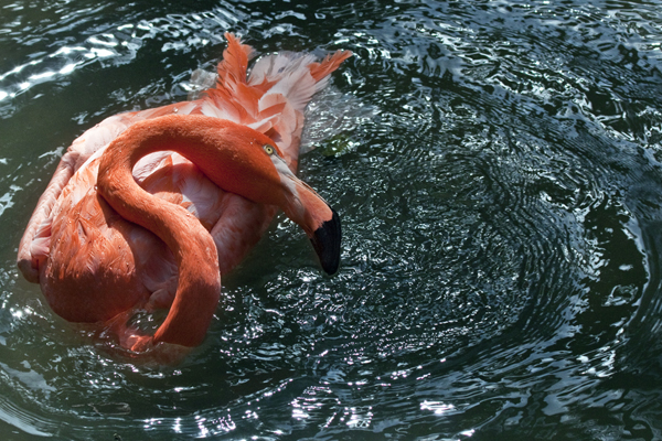 Caribbean Flamingo | Project Noah