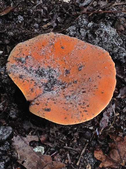 Milkcap | Project Noah