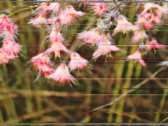 Natal grass | Project Noah