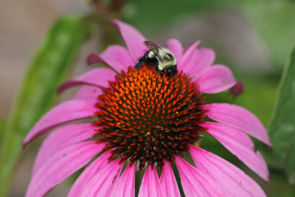 Bumblebee | Project Noah