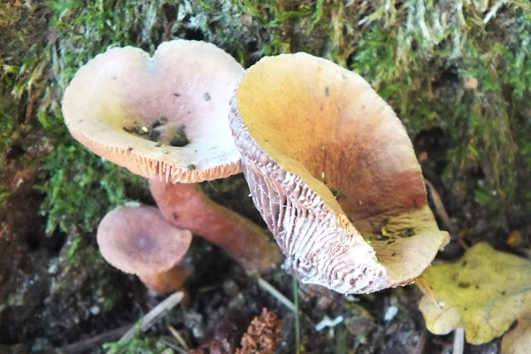 Lactarius sp. | Project Noah