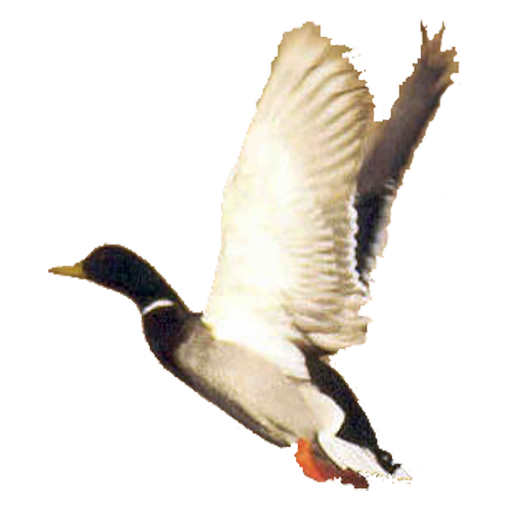 How to download Duck Hunting Call patch 1.5 apk for laptop