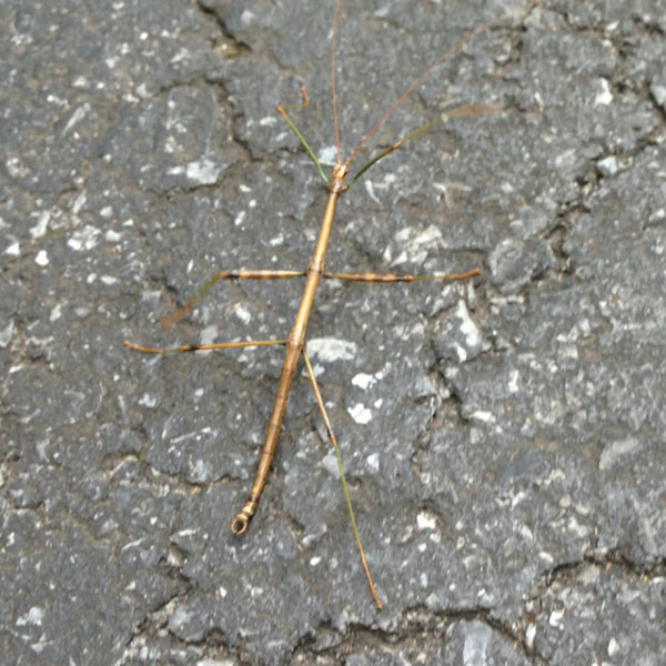Northern Walkingstick (adult male) | Project Noah