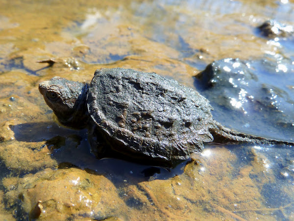 Common Snapping Turtle Hatchling | Project Noah