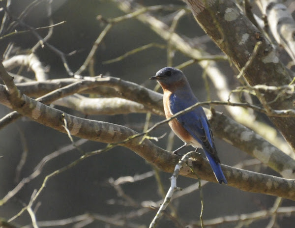Eastern Bluebird #1 (bright blue tail feather) | Project Noah