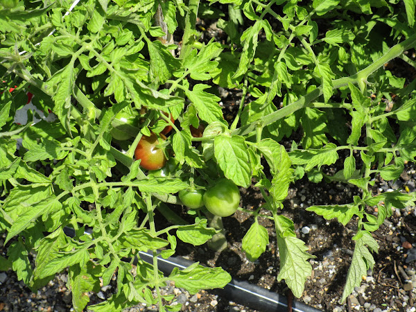 tomato | Project Noah