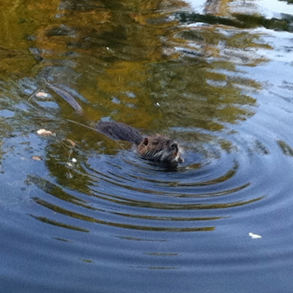 Nutria | Project Noah