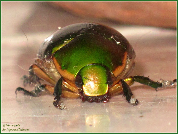 Anomala Scarab Beetle | Project Noah