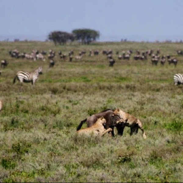 Cheetah | Project Noah