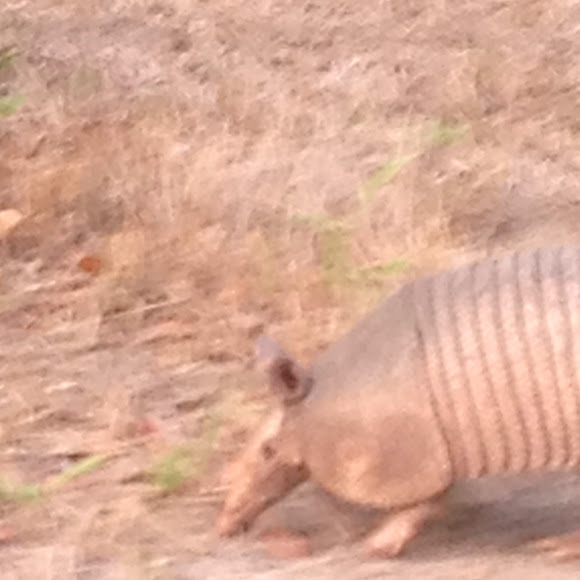 Armadillo | Project Noah