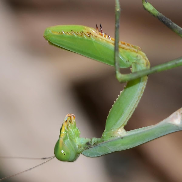 Giant Asian Mantis | Project Noah