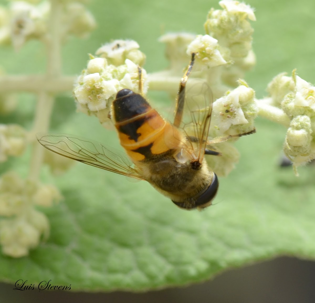 Drone fly | Project Noah