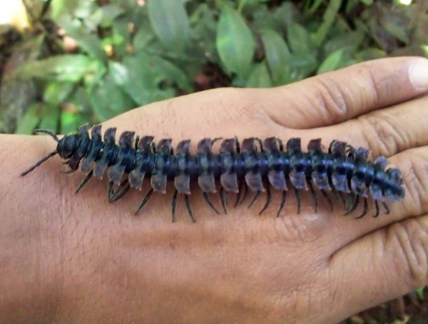 Spotting | Project Noah