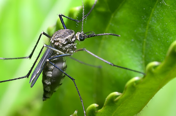 Culex Mosquito | Project Noah