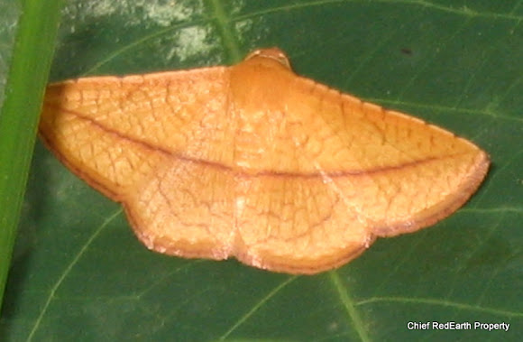 Thyridid moth | Project Noah